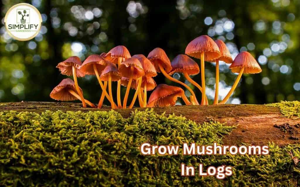 Mushrooms - Simplify Gardening