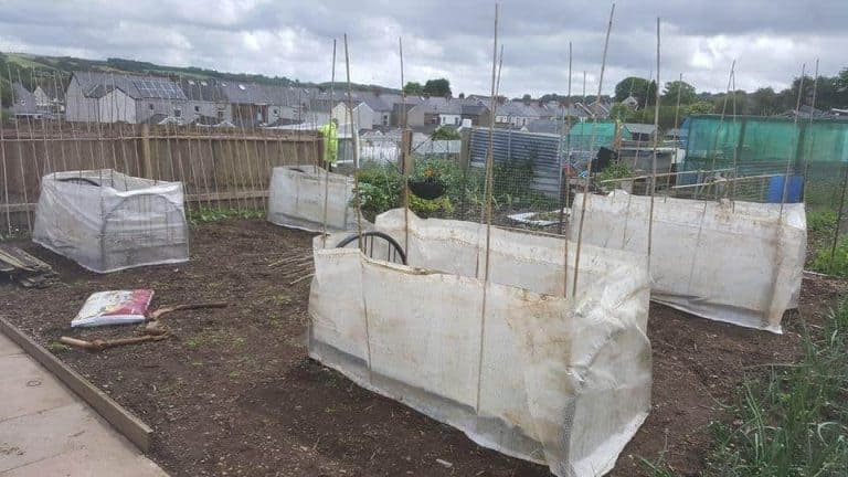 Giant Marrow A Step By Step Guide – Simplify Gardening