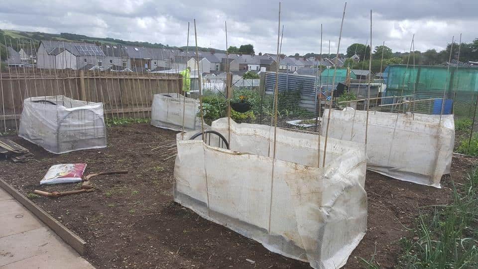 Giant Marrow A Step By Step Guide – Simplify Gardening