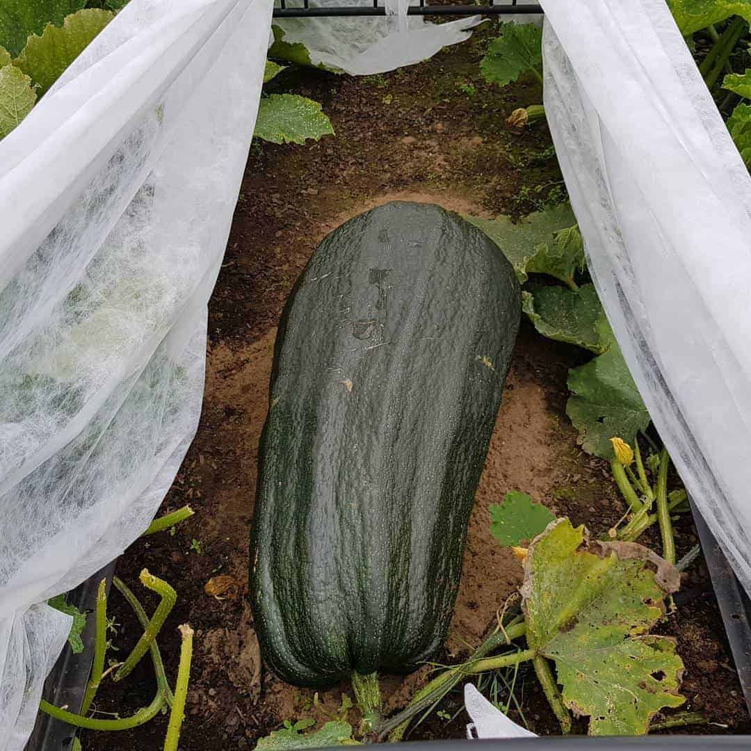 Giant Marrow A Step By Step Guide – Simplify Gardening