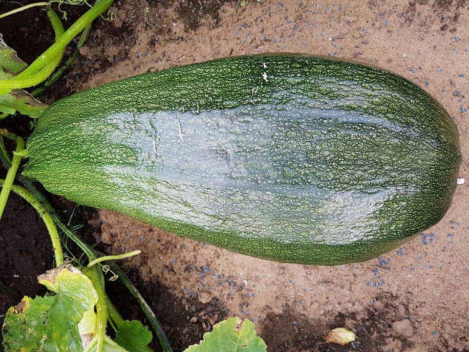 Giant Marrow A Step By Step Guide – Simplify Gardening