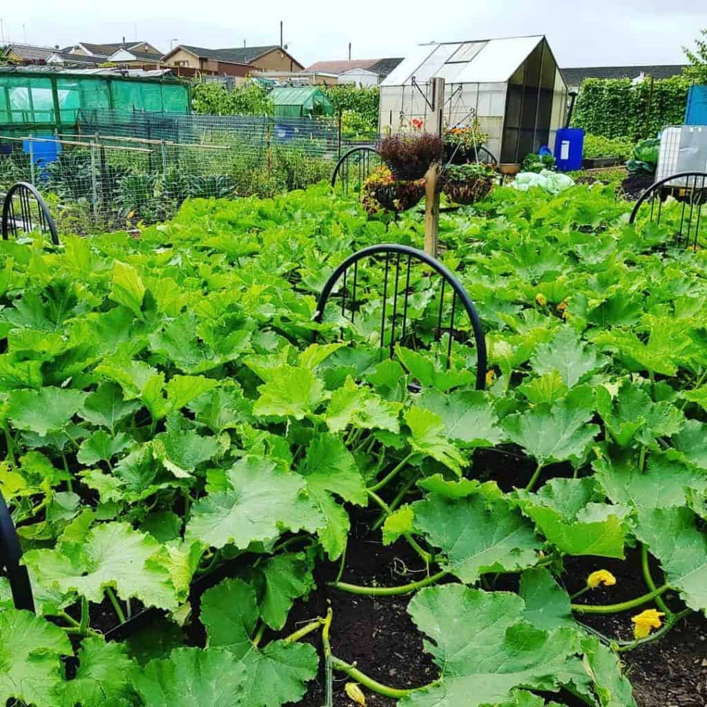 Giant Marrow A Step By Step Guide – Simplify Gardening
