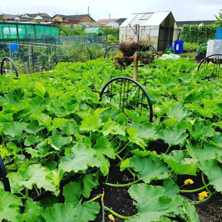 Giant Marrow A Step By Step Guide – Simplify Gardening