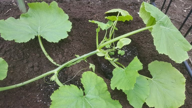 Giant Marrow A Step By Step Guide – Simplify Gardening