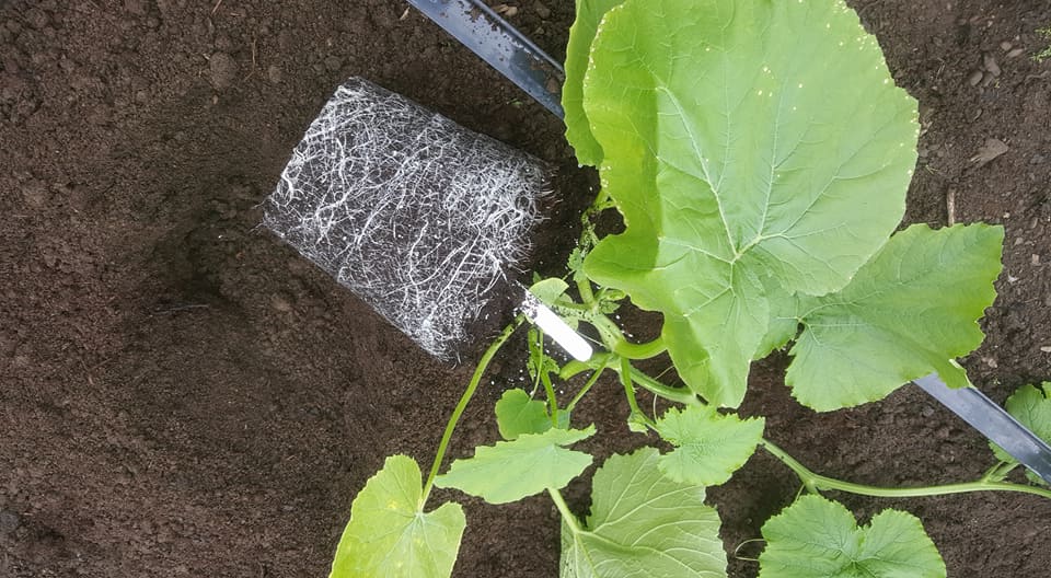 Giant Marrow A Step By Step Guide – Simplify Gardening