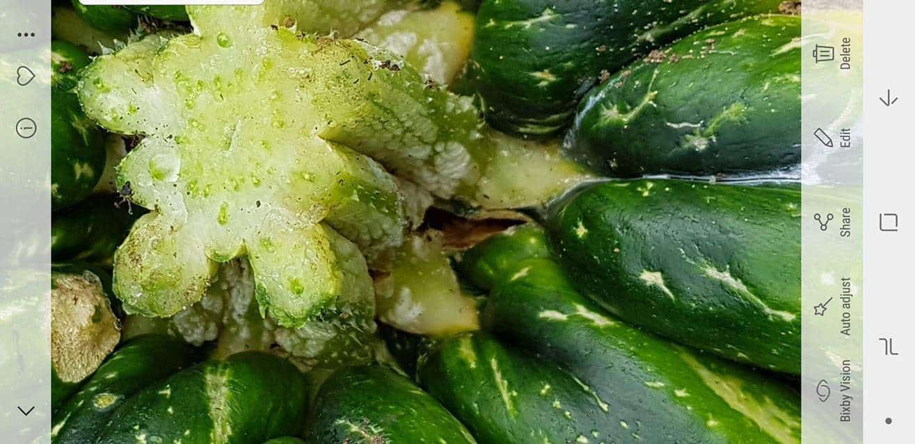 Giant Marrow A Step By Step Guide – Simplify Gardening