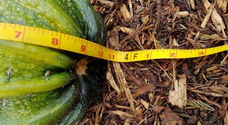 Giant Marrow A Step By Step Guide – Simplify Gardening