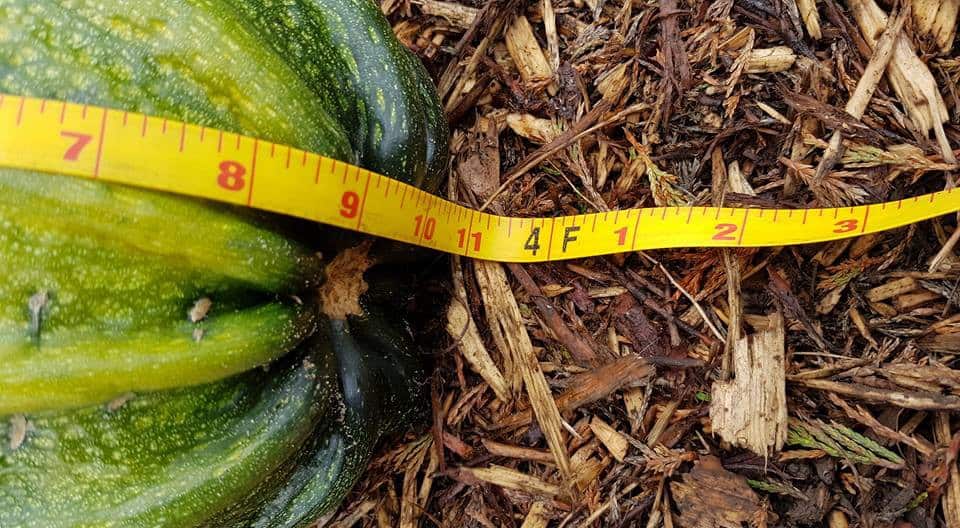 Giant Marrow A Step By Step Guide – Simplify Gardening