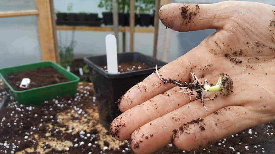 Giant Marrow A Step By Step Guide – Simplify Gardening