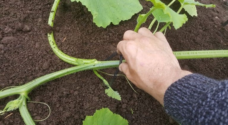 Giant Marrow A Step By Step Guide – Simplify Gardening