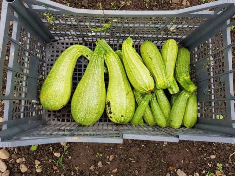 Giant Marrow A Step By Step Guide – Simplify Gardening
