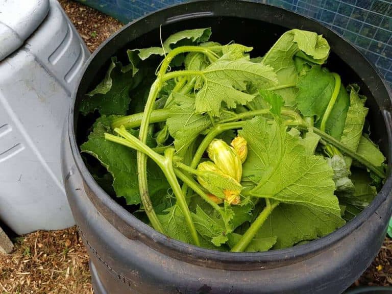 Giant Marrow A Step By Step Guide – Simplify Gardening