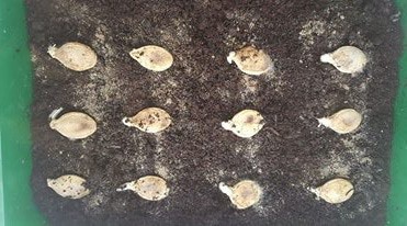 Giant Marrow A Step By Step Guide – Simplify Gardening