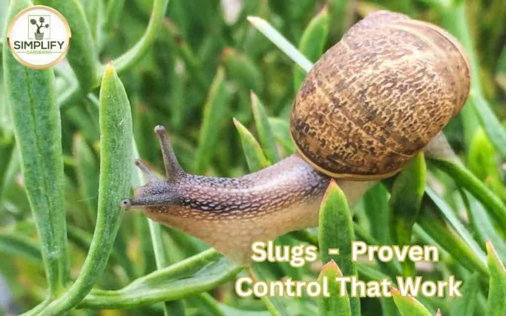 Slugs in Garden - 6 Proven Control Methods That Work - Simplify Gardening