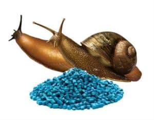 Slugs in Garden – 6 Proven Control Methods That Work – Simplify Gardening