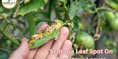 What Causes Rust Disease on Plants? and How to Treat Them? - Simplify ...