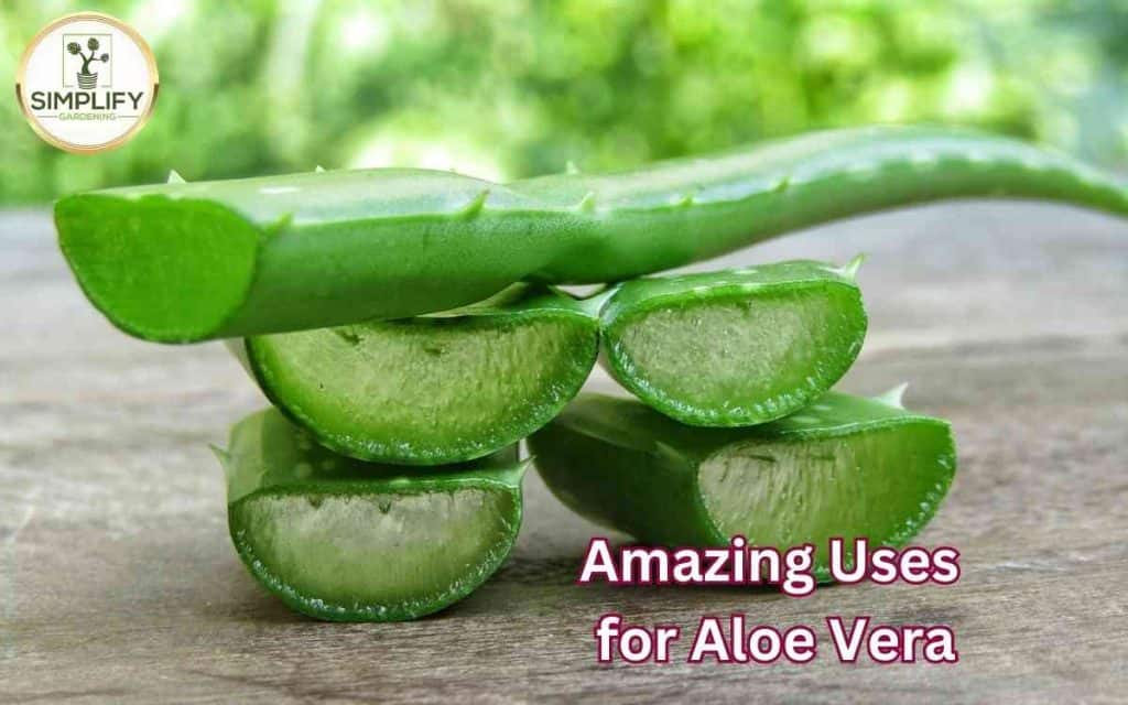 12 Amazing Uses for Aloe Vera - Simplify Gardening