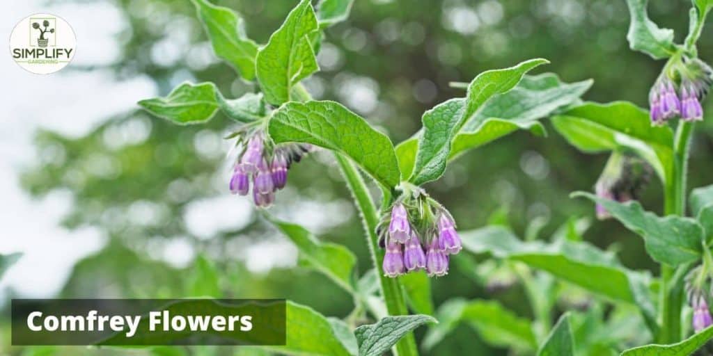 How To Make Comfrey Fertilizer (Free Plant Food) - Simplify Gardening
