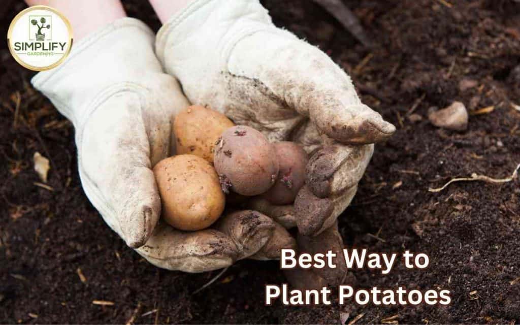 The Best Way to Plant Potatoes? Sprout Them! - Simplify Gardening