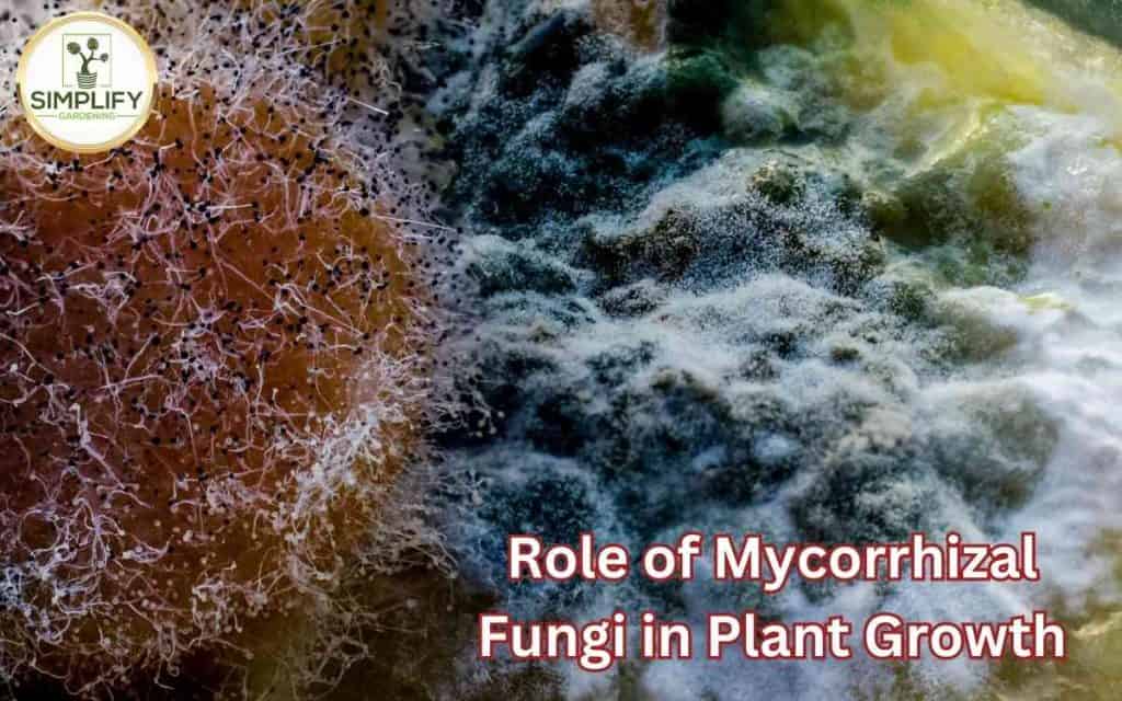 The Surprising Role of Mycorrhizal Fungi in Plant Growth - Simplify ...
