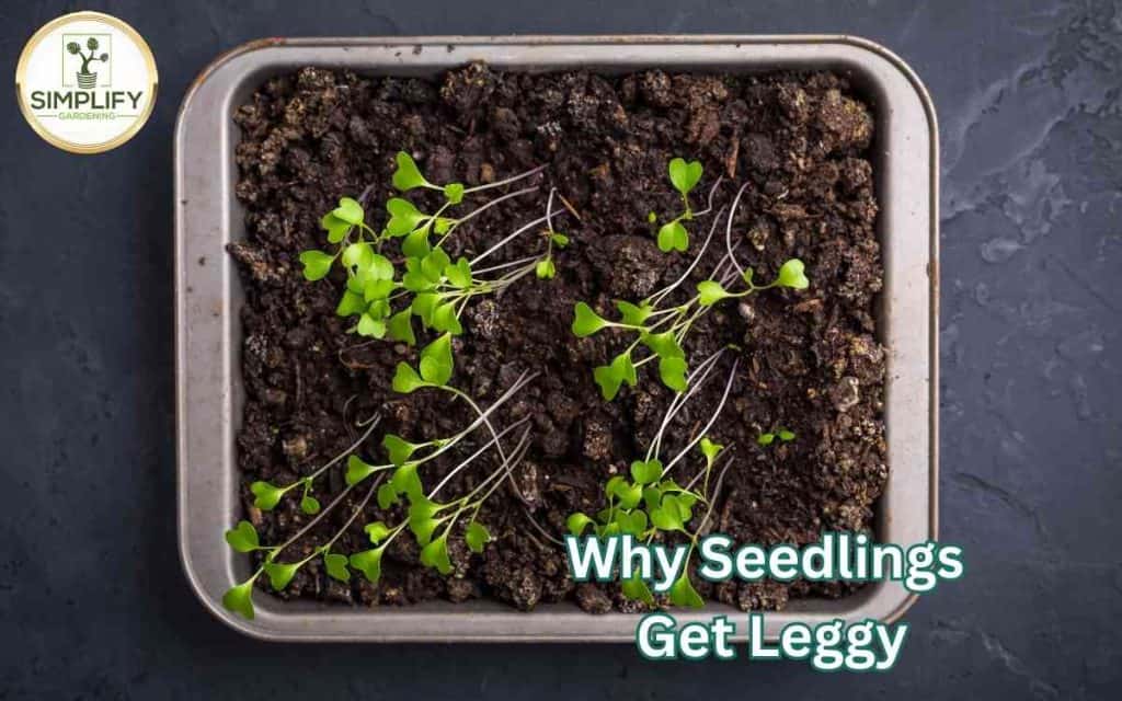 How to Rotate Crops in Raised Beds - Simplify Gardening