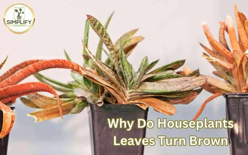 What Causes Rust Disease on Plants? and How to Treat Them? - Simplify ...
