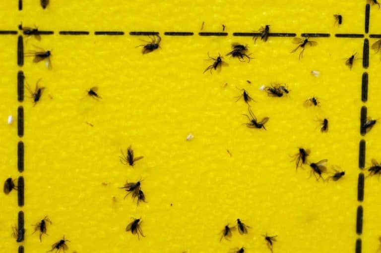 Proven Methods, How To Get THRIPS Off Your Plants – Simplify Gardening