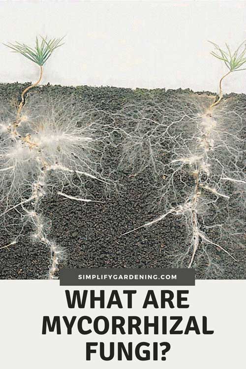 What are mycorrhizal fungi? What does it do? – Simplify Gardening