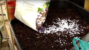 Why Perlite is the New Must-Have for Gardening Enthusiasts - Simplify ...