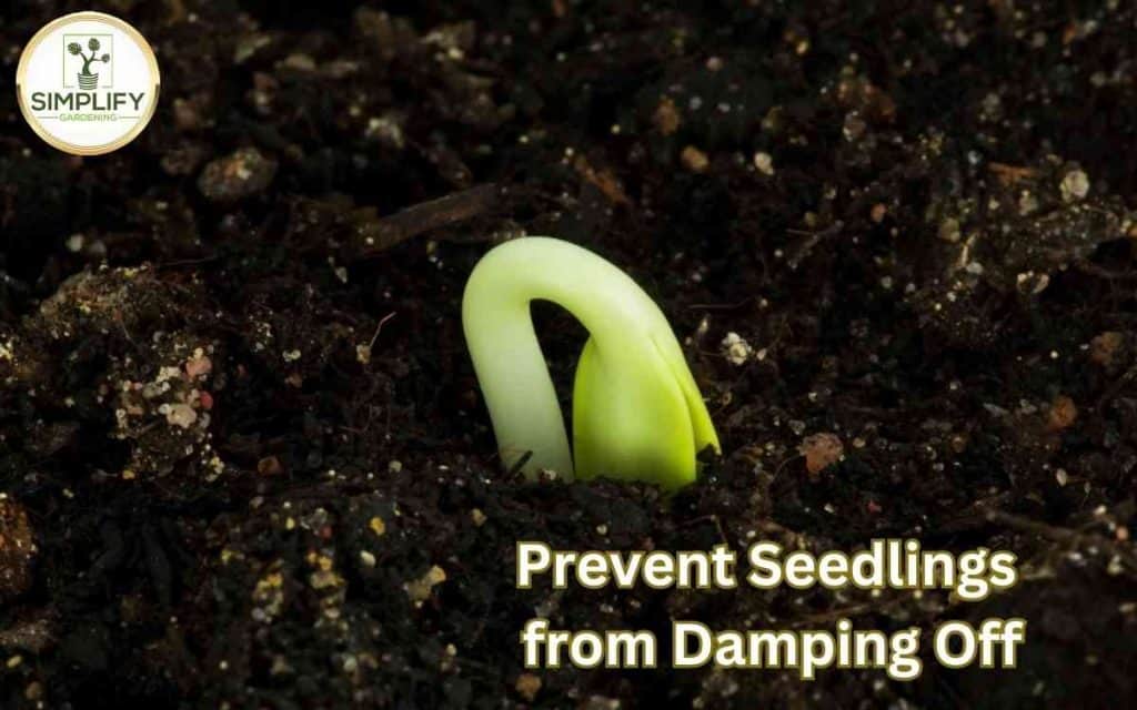 What Happens To Grass If We Don't Cut It? - Simplify Gardening
