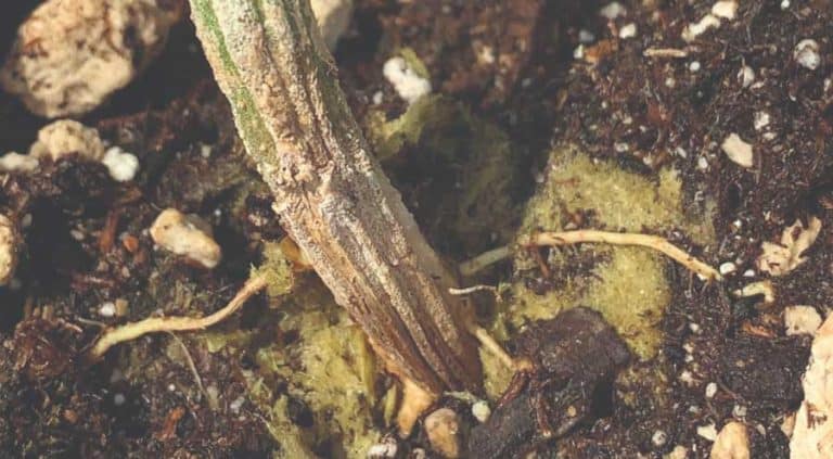 How to Prevent Seedlings from Damping Off? - Simplify Gardening