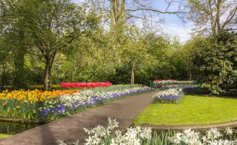 12 Plants Perfect For Borders: Make Your Garden Stand Out - Simplify ...