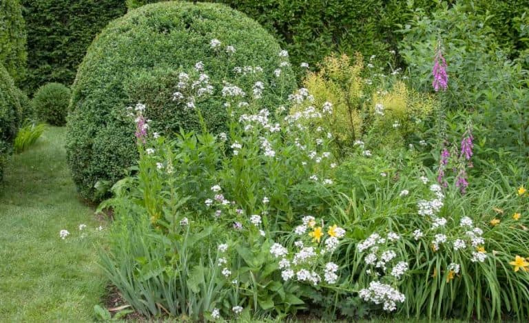 12 Plants Perfect For Borders: Make Your Garden Stand Out - Simplify ...