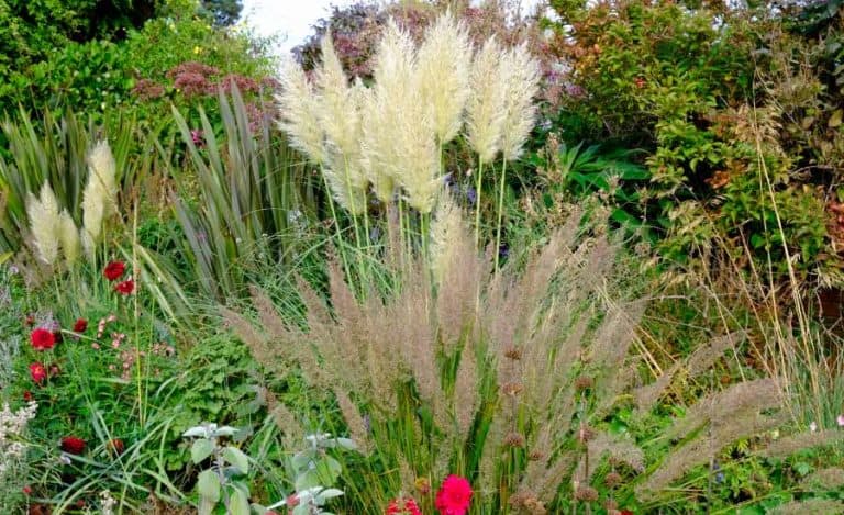 12 Plants Perfect For Borders: Make Your Garden Stand Out - Simplify ...