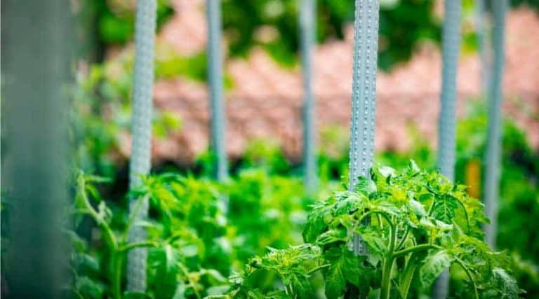 Best Way to Support Tomato Plants Laden with Fruit? - Simplify Gardening
