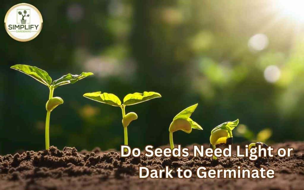 12 Plants Perfect For Borders: Make Your Garden Stand Out - Simplify ...