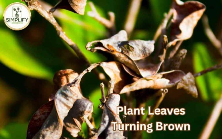 What Causes Rust Disease on Plants? and How to Treat Them? - Simplify ...