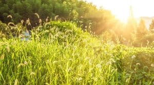 What Happens To Grass If We Don't Cut It? - Simplify Gardening