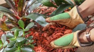 The Ultimate Guide to Back to Eden Gardening - Simplify Gardening