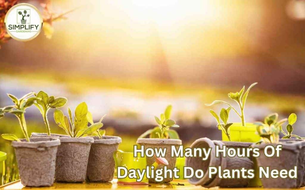 How many hours of daylight do plants need? - Simplify Gardening