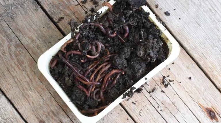 Is it ok to put earthworms in potted plants? - Simplify Gardening