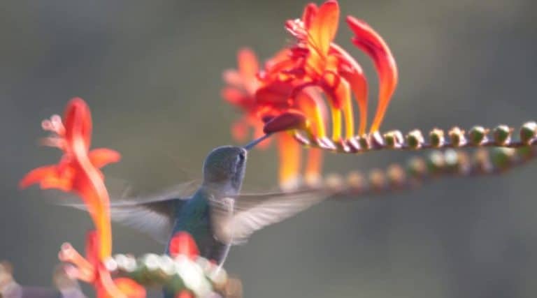 Manual Pollination: How to Pollinate Plants without Bees - Simplify ...