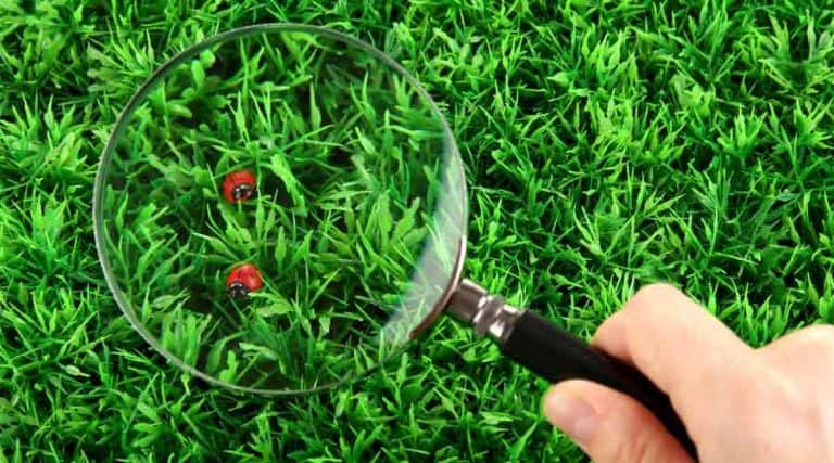 Good vs. Bad Garden Bugs: How to Know the Difference - Simplify Gardening