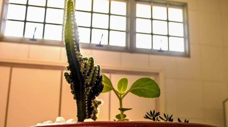 How many hours of daylight do plants need? - Simplify Gardening