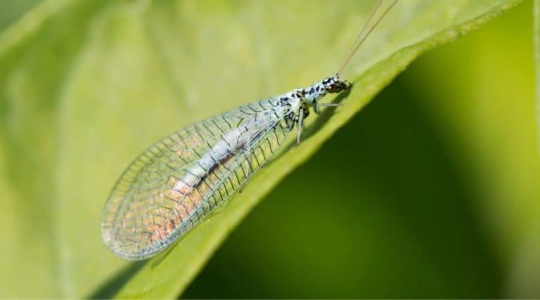 Good vs. Bad Garden Bugs: How to Know the Difference - Simplify Gardening