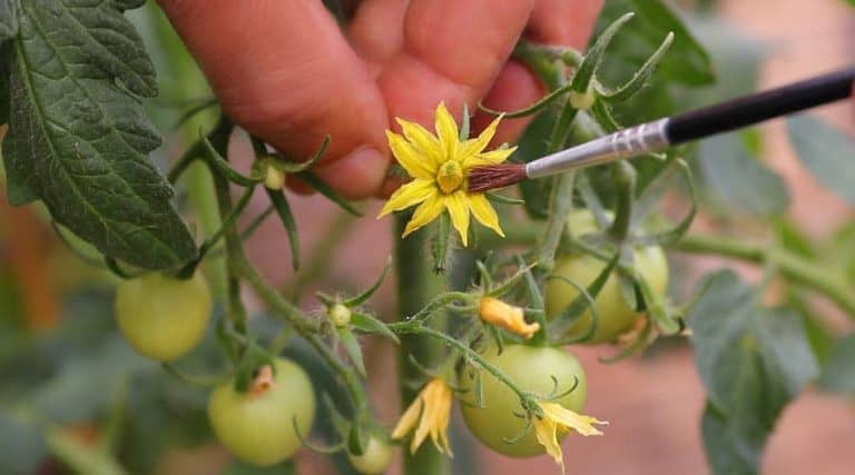 Manual Pollination: How to Pollinate Plants without Bees - Simplify ...