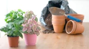 Is it Ok To Put Earthworms in Potted Plants? - Simplify Gardening
