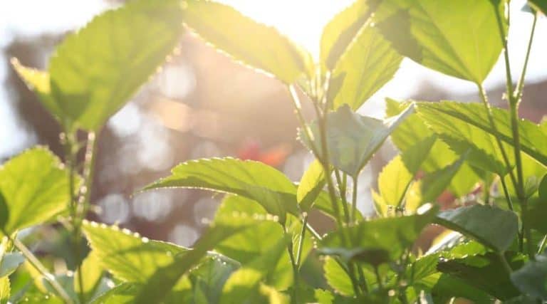 How many hours of daylight do plants need? - Simplify Gardening