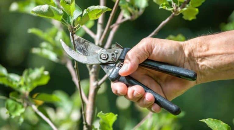 Pruning vs. Thinning: Why the Difference Really Matters - Simplify ...