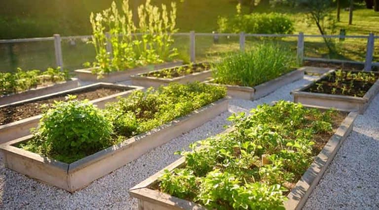 How to Rotate Crops in Raised Beds - Simplify Gardening